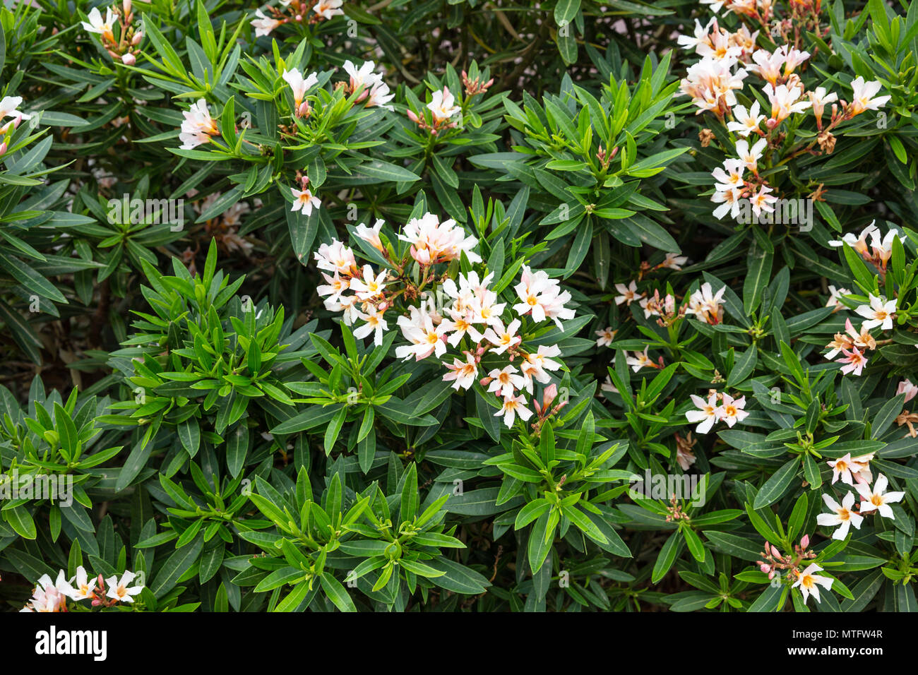 Oleanders hi-res stock photography and images - Alamy