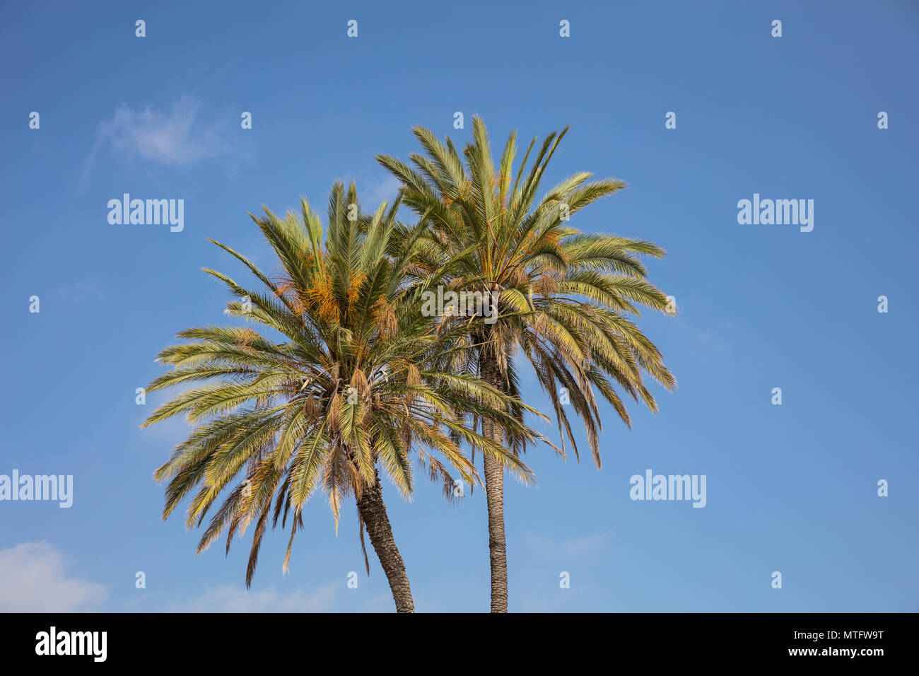 Palm trees cyprus hi-res stock photography and images - Alamy
