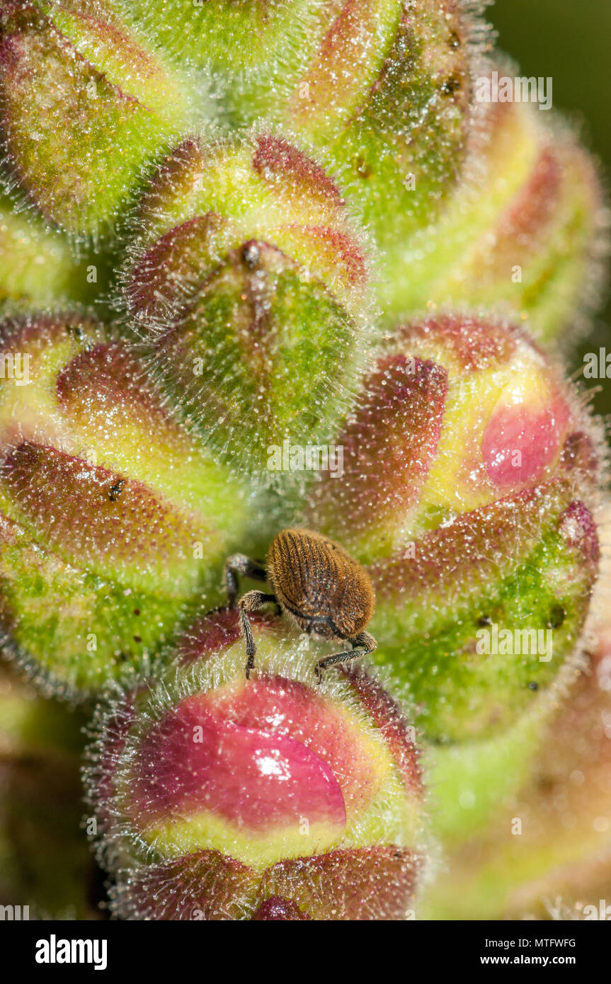 common snapdragon, Antirrhinum majus Stock Photo - Alamy