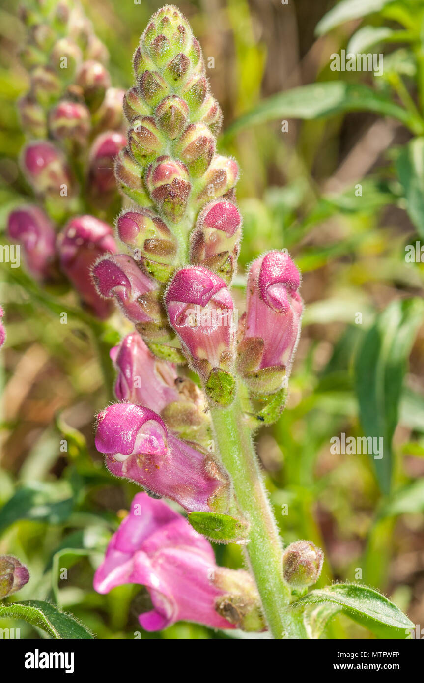 Common snapdragon antirrhinum majus hi-res stock photography and images ...