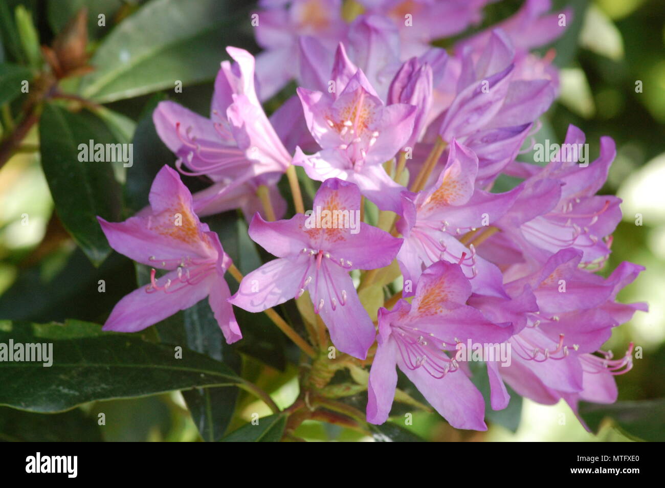 Pink azalea floral arrangement Stock Photo - Alamy