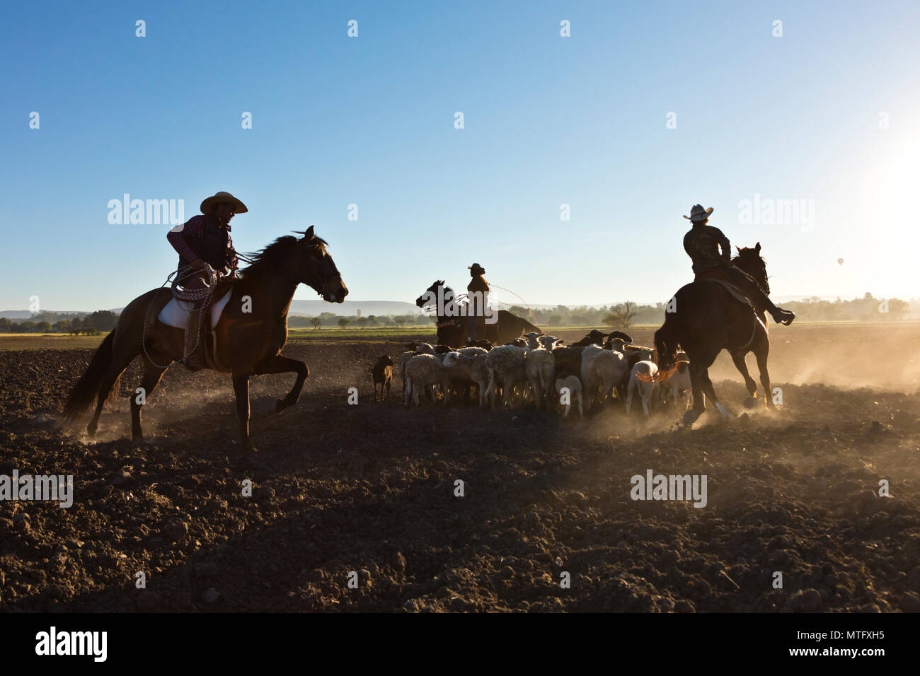 Cowboy herding sheep hi-res stock photography and images - Alamy