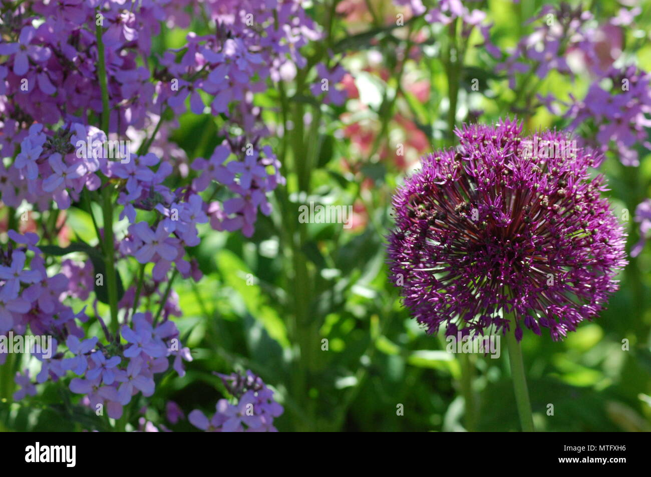 Flowers in bloom Stock Photo - Alamy