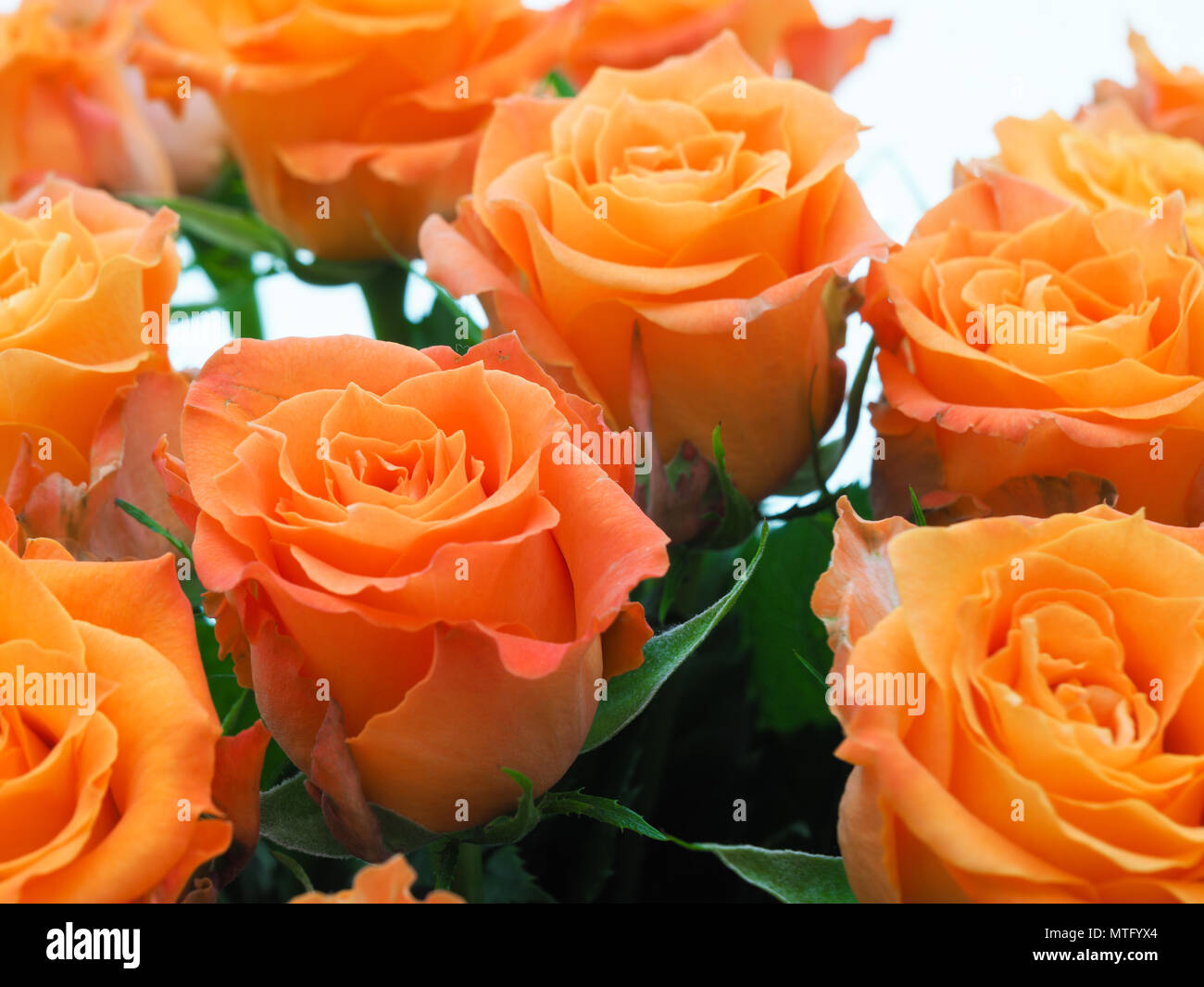 Floral background orange roses hi-res stock photography and images - Alamy