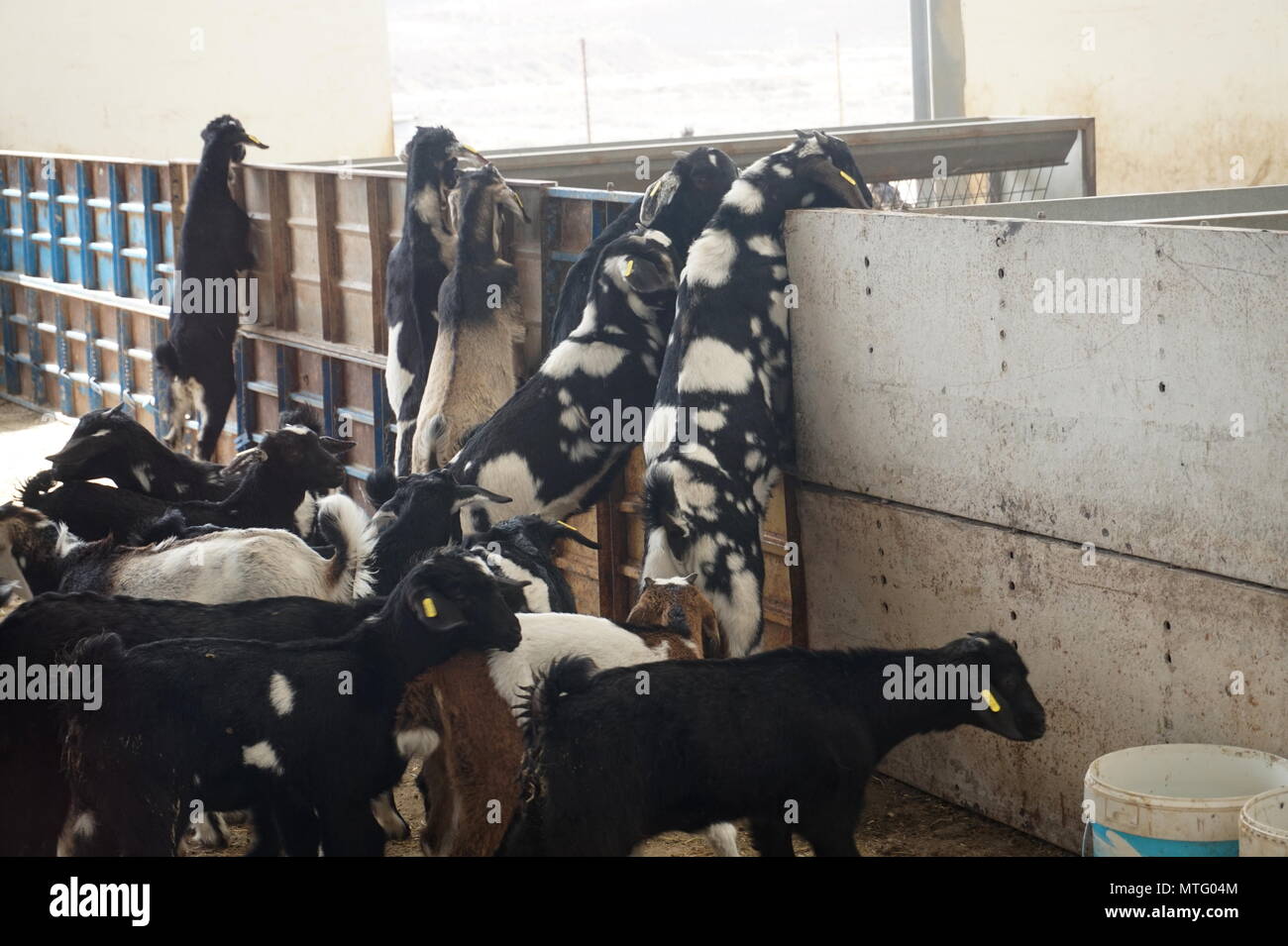 Goat farm spain hi-res stock photography and images - Alamy