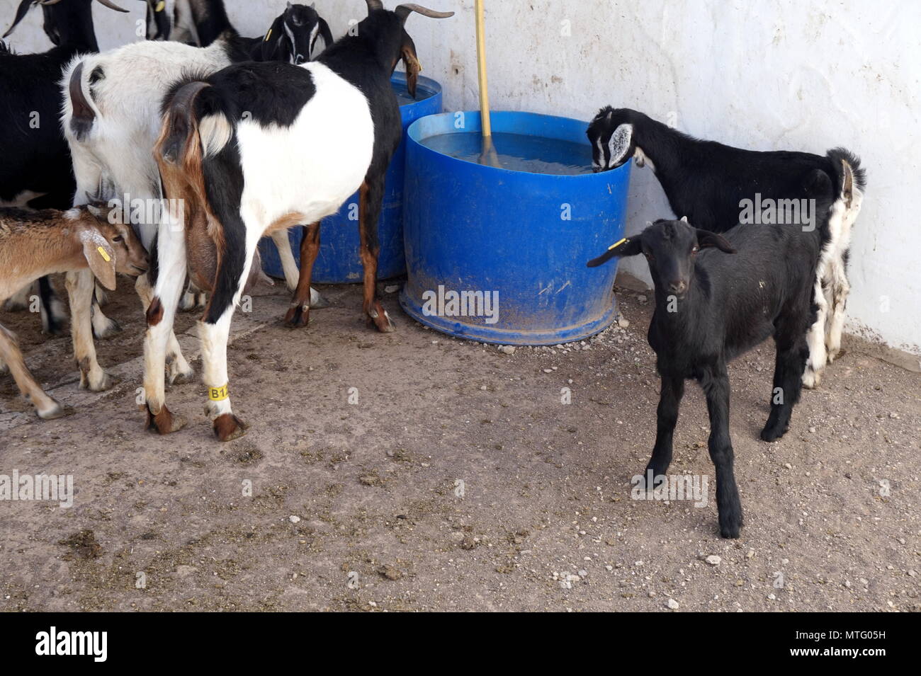 Goat farm spain hi-res stock photography and images - Alamy