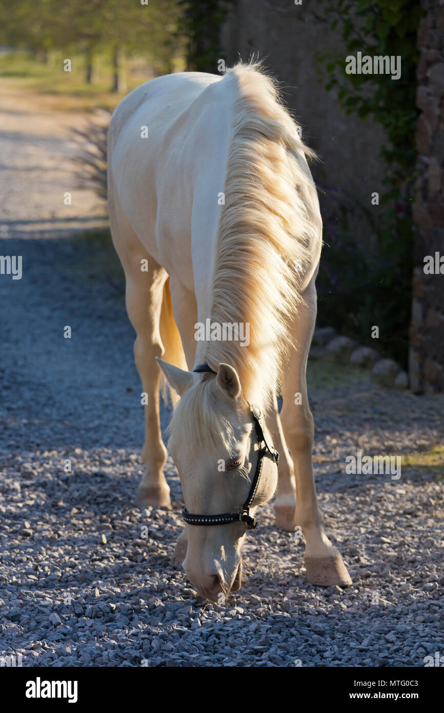 Rare Albino Horses