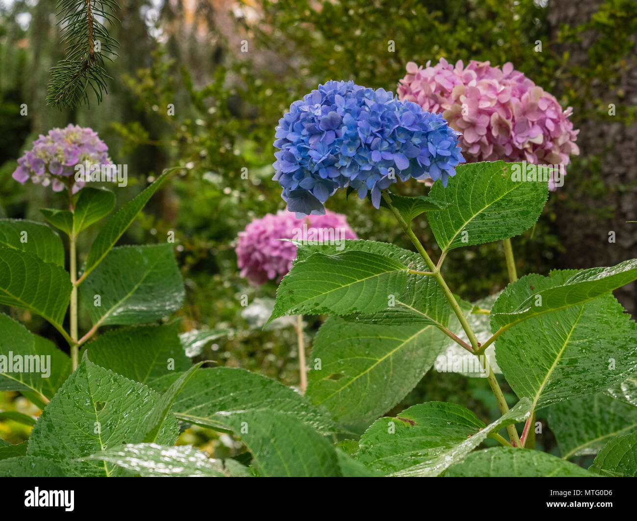 Pink and blue hydrangea blooms Stock Photo - Alamy