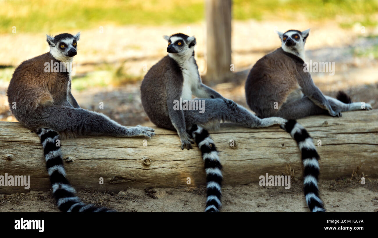 Three ring tailed lemur sitting on a tree on the ground and looking at ...