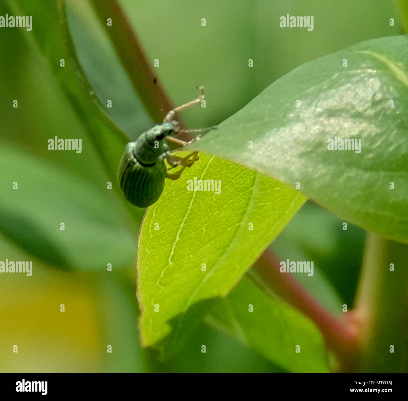 green insect on a leaf Stock Photo - Alamy
