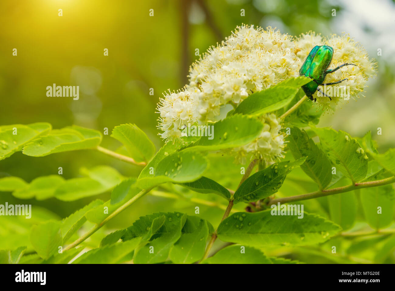 green beetle on flowering white Rowan flower Stock Photo - Alamy