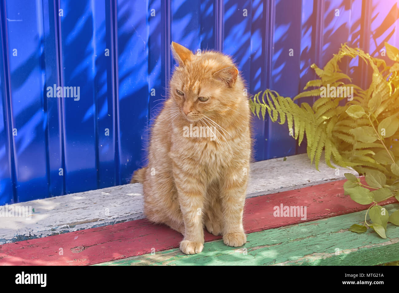 a homeless red cat sits on a blue fence background, a tired look of a ...