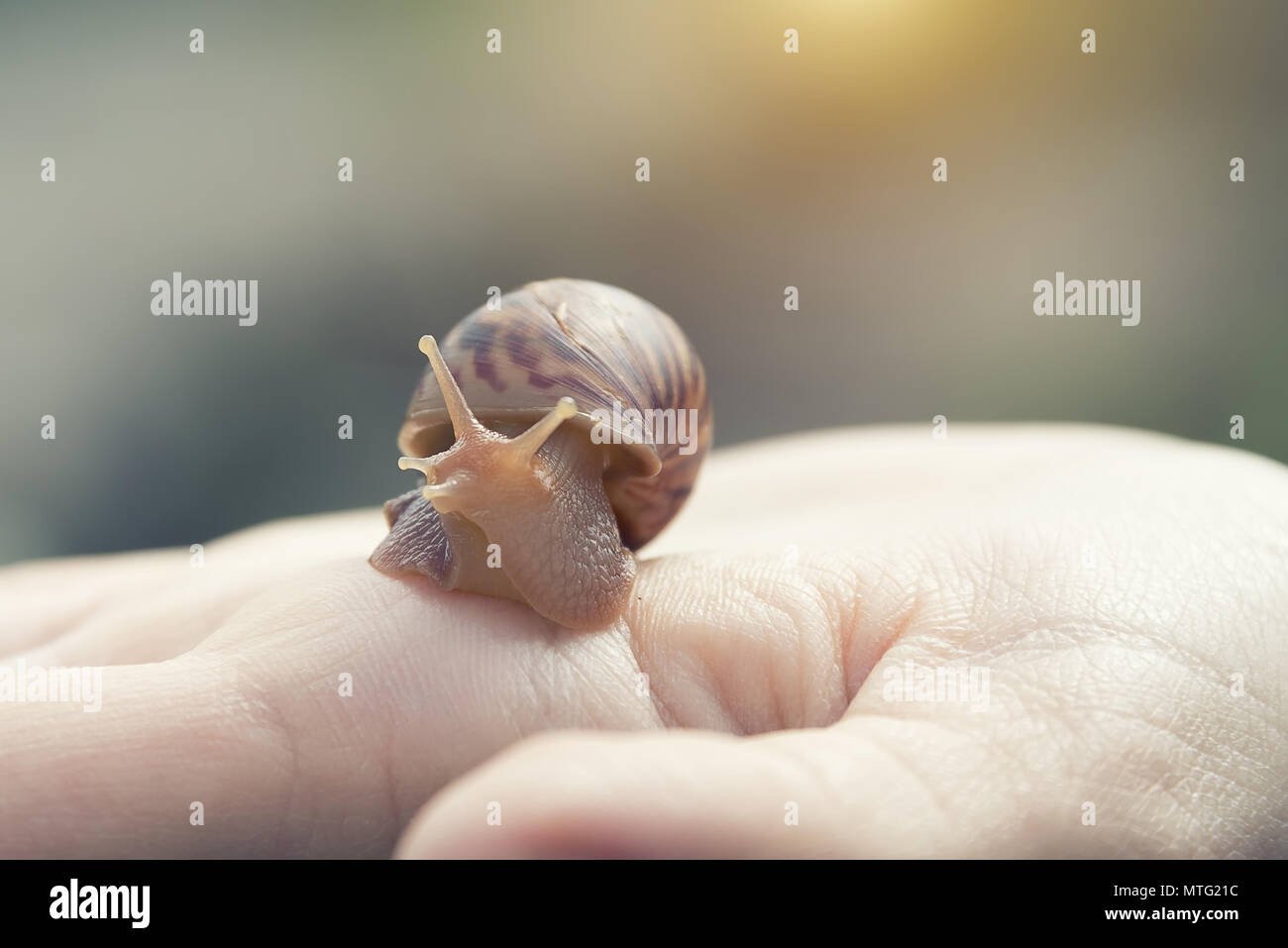 hand snails of the ahatina sit on their hands, small pets Stock Photo ...