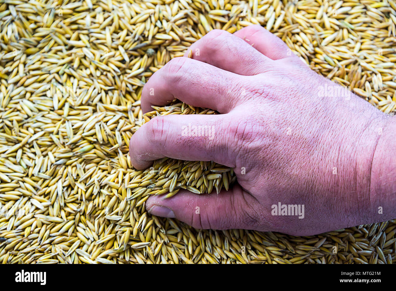 oats in hand, touch grain, wheat, rye, for spring sowing, healthy ...