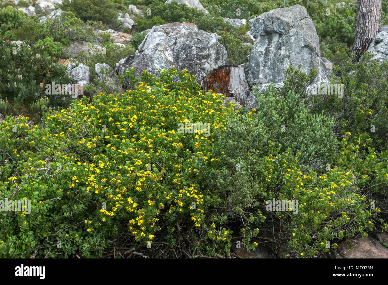 Yellow fynbos and rocks in table top national park, cape town, garden ...