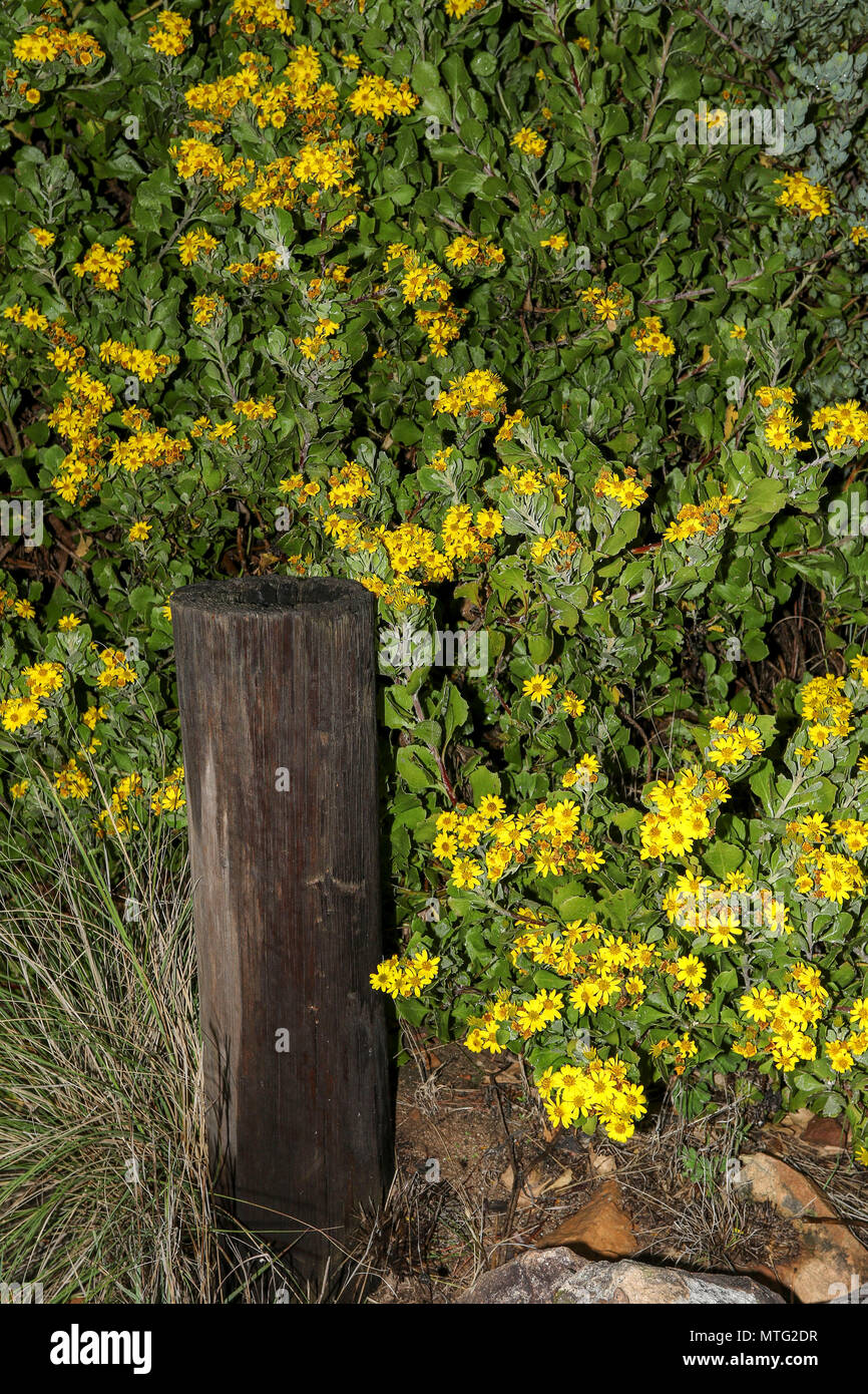 Yellow fynbos and rocks in table top national park, cape town, garden ...