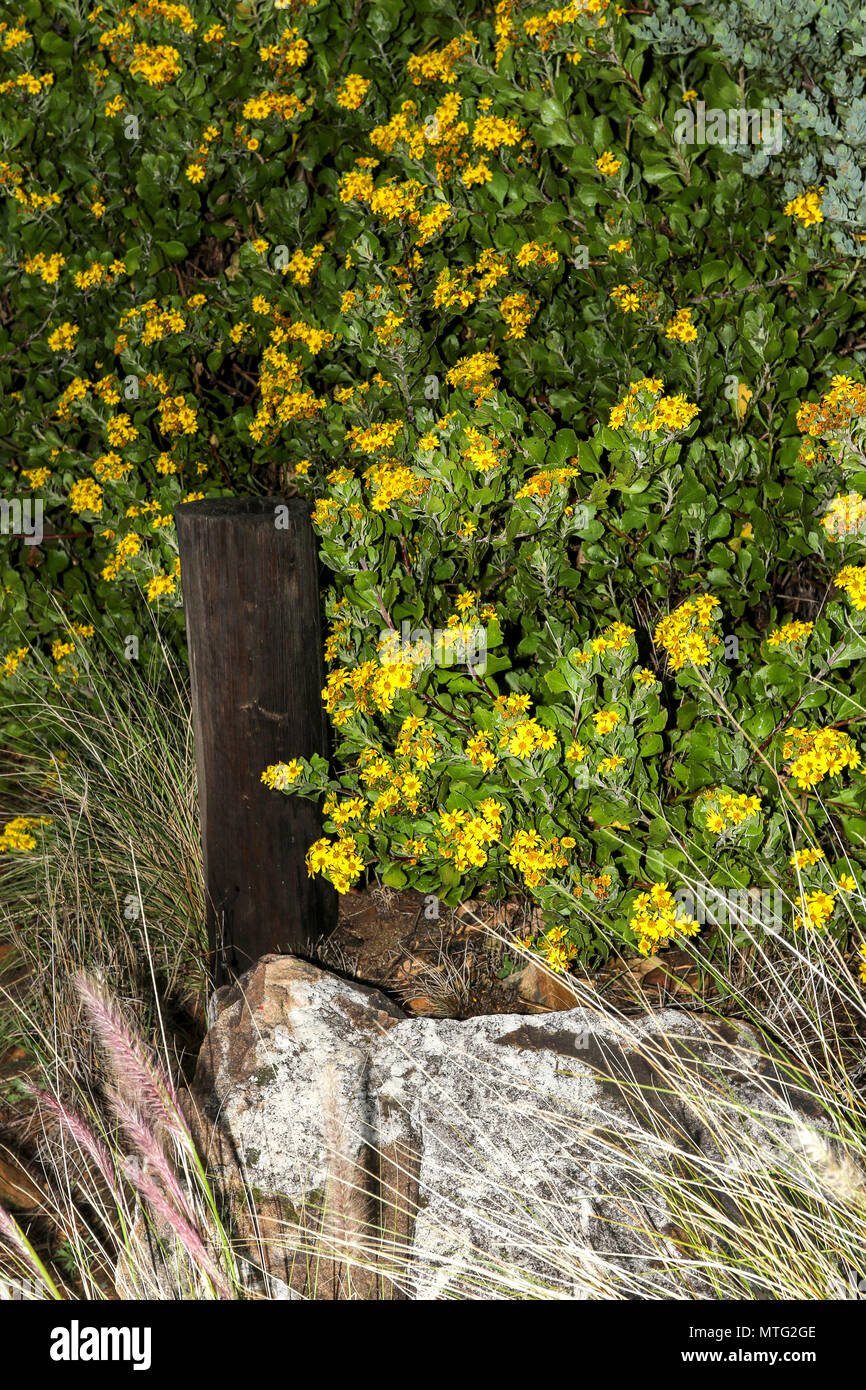 Yellow fynbos and rocks in table top national park, cape town, garden ...