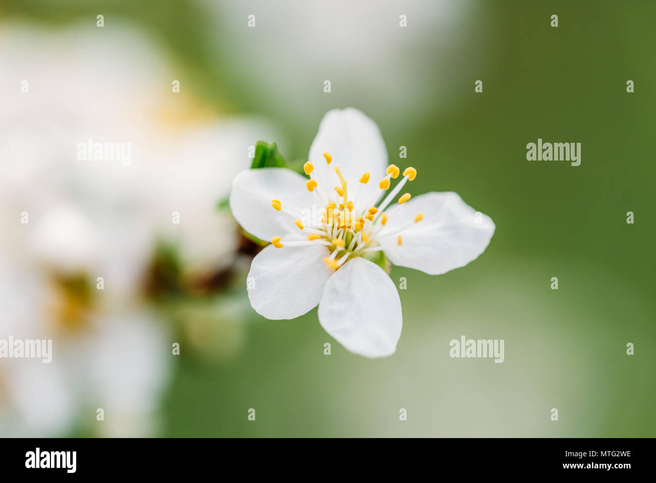 White plum tree hi-res stock photography and images - Alamy