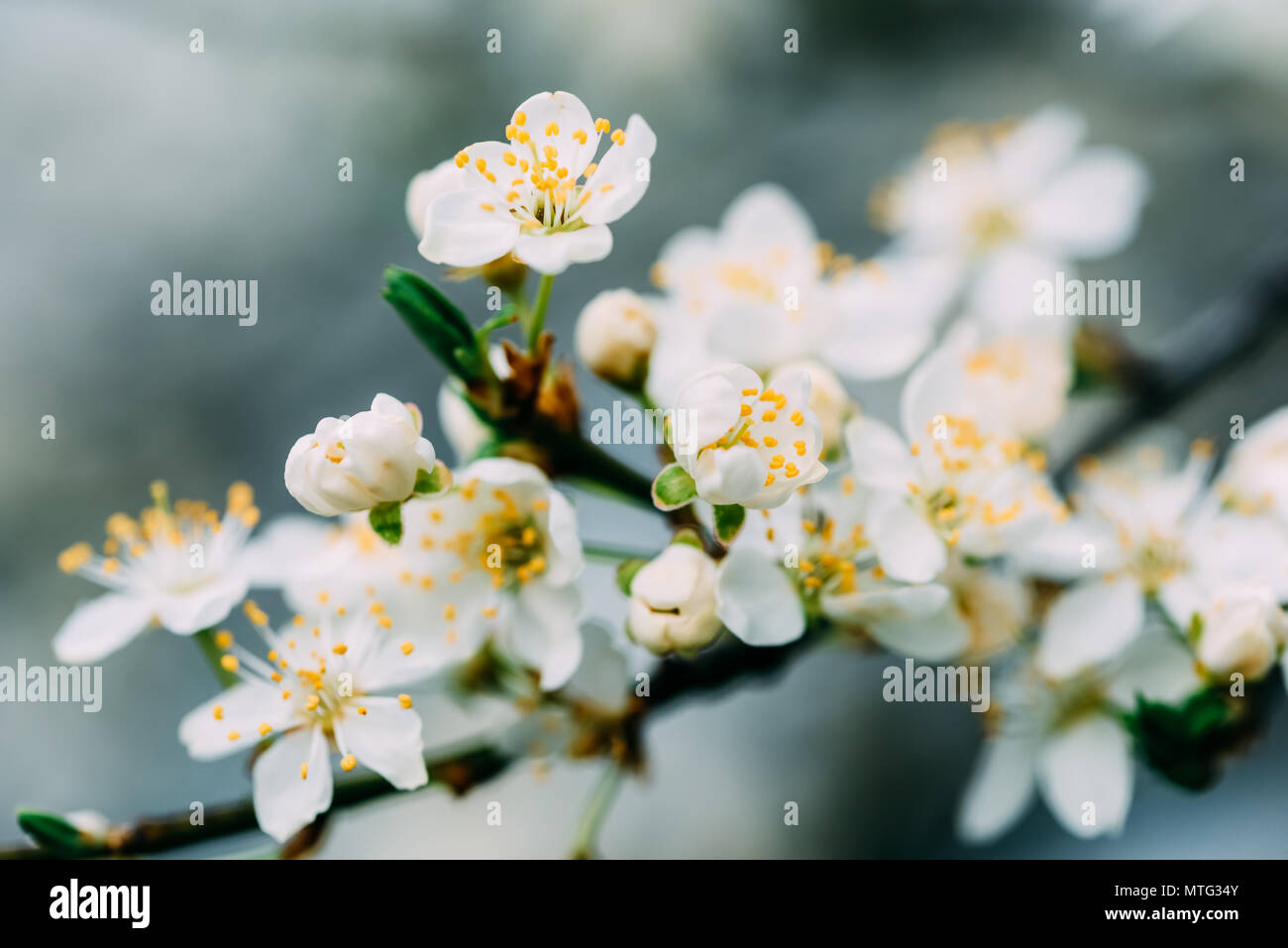 White plum tree hi-res stock photography and images - Alamy