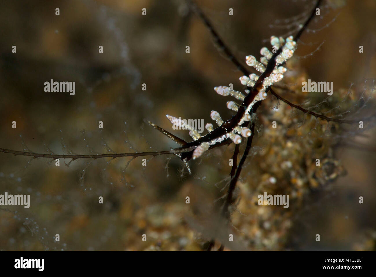 Eubranchus sp 25 hi-res stock photography and images - Alamy