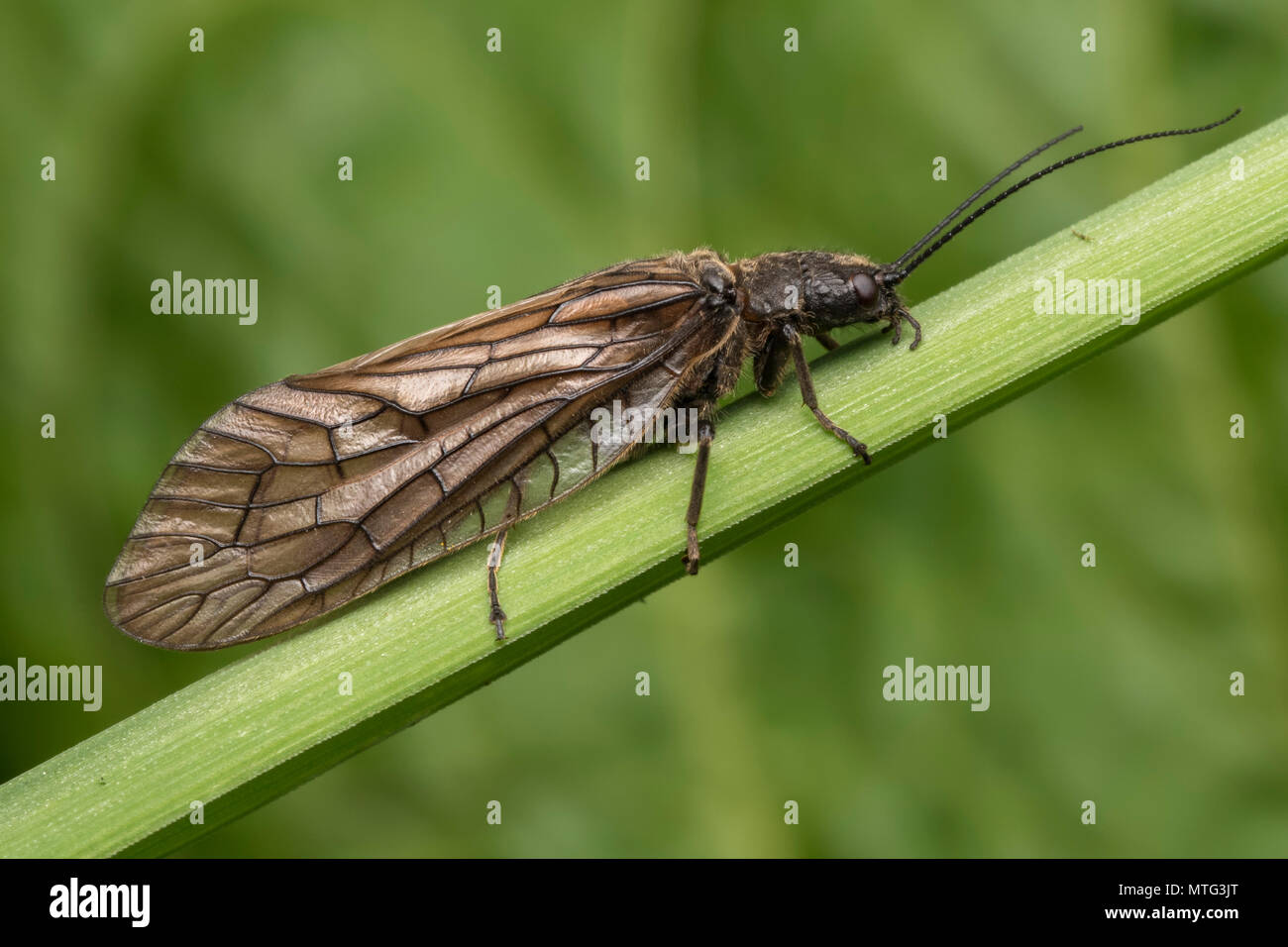 Megaloptera hi-res stock photography and images - Alamy