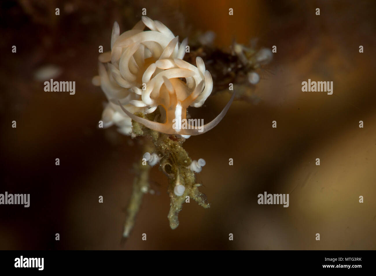 Sea slugs, aeolid nudibranchs Caloria sp. in Anilao, Philippines Stock ...