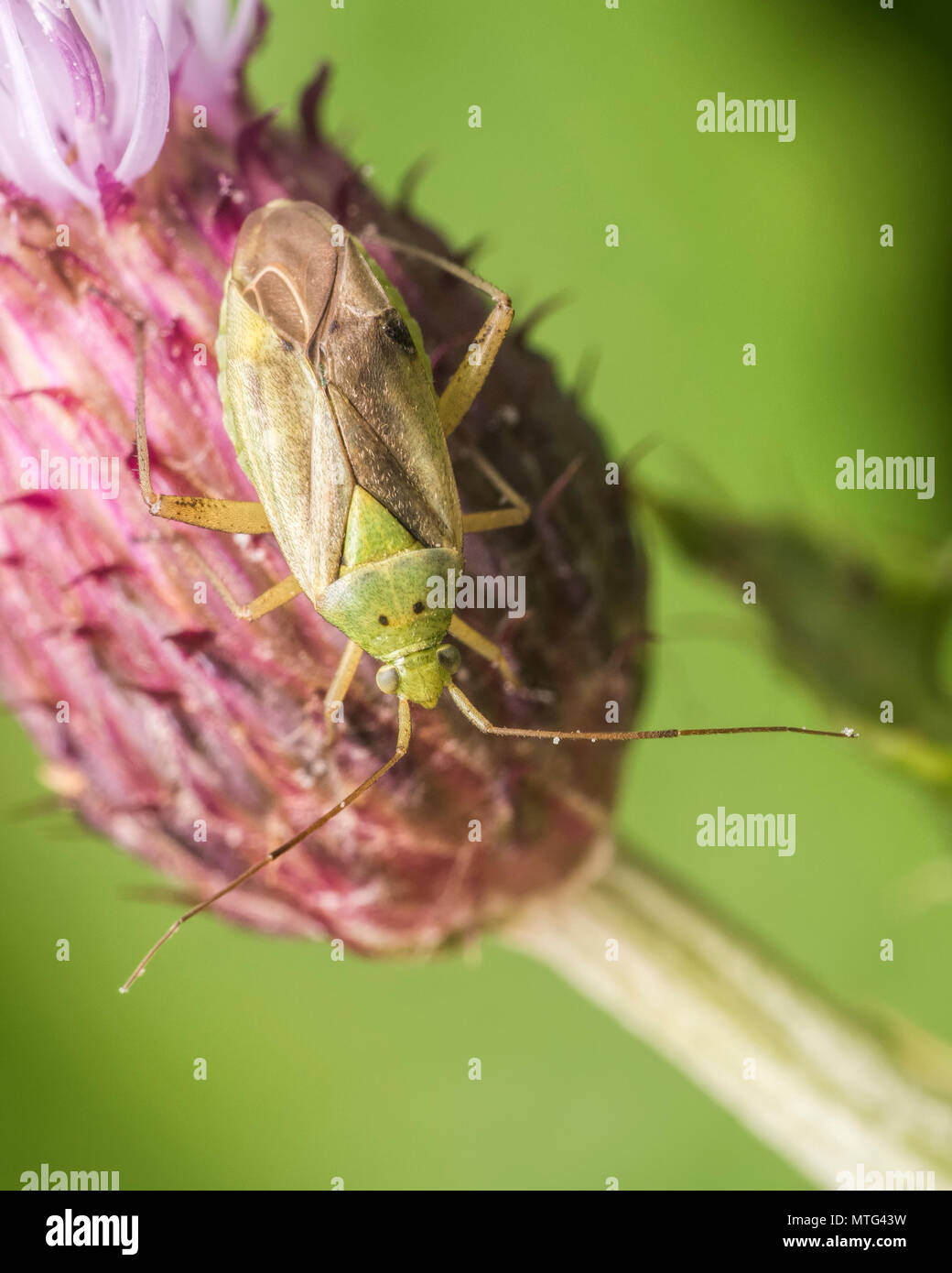 Potato bug hi-res stock photography and images - Alamy