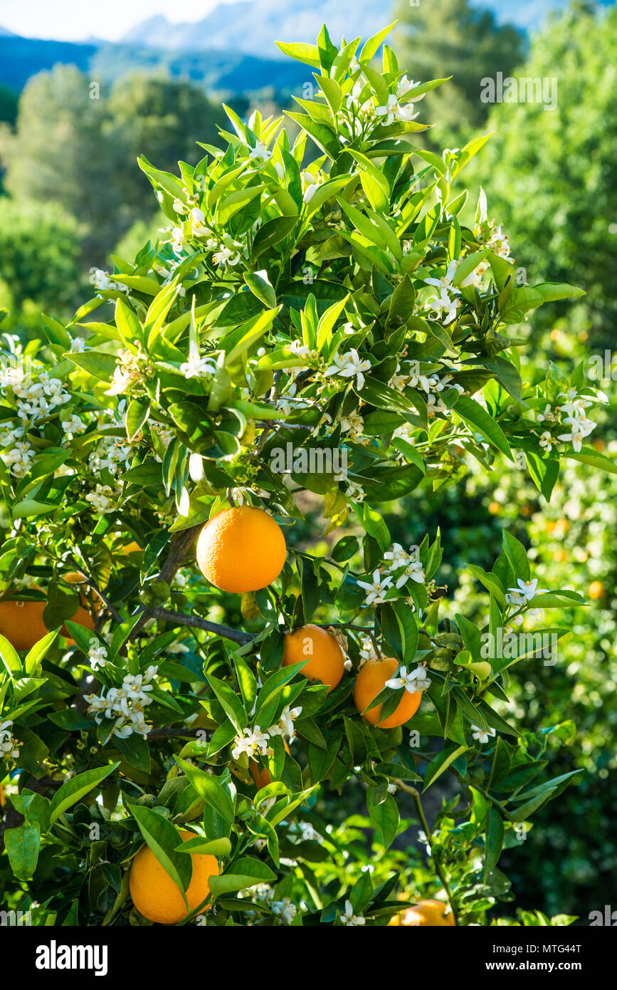 Orange tree plantation with both ripe fruit and new flowers Stock Photo ...