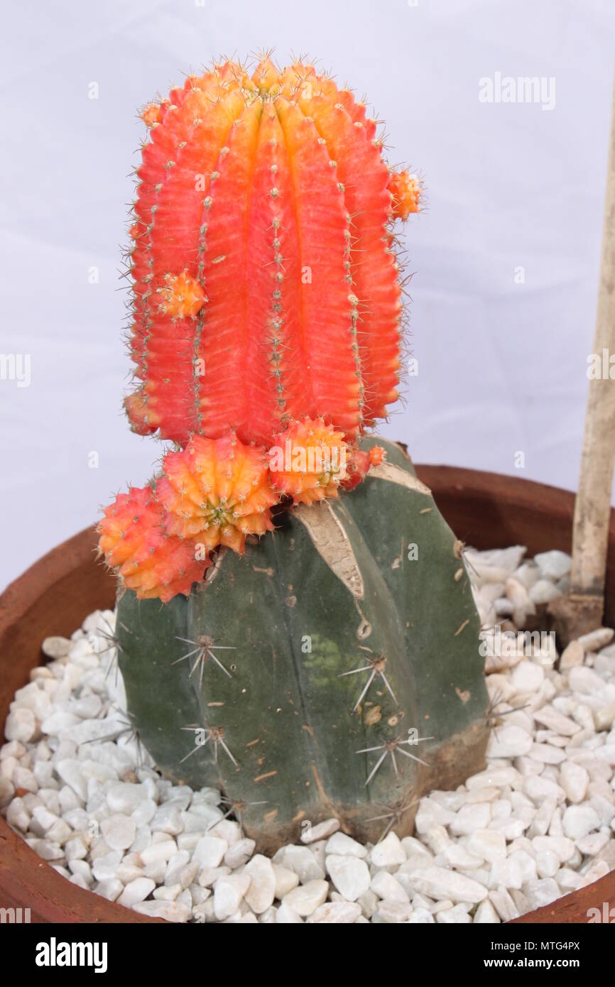 Round cactus plants hi-res stock photography and images - Alamy