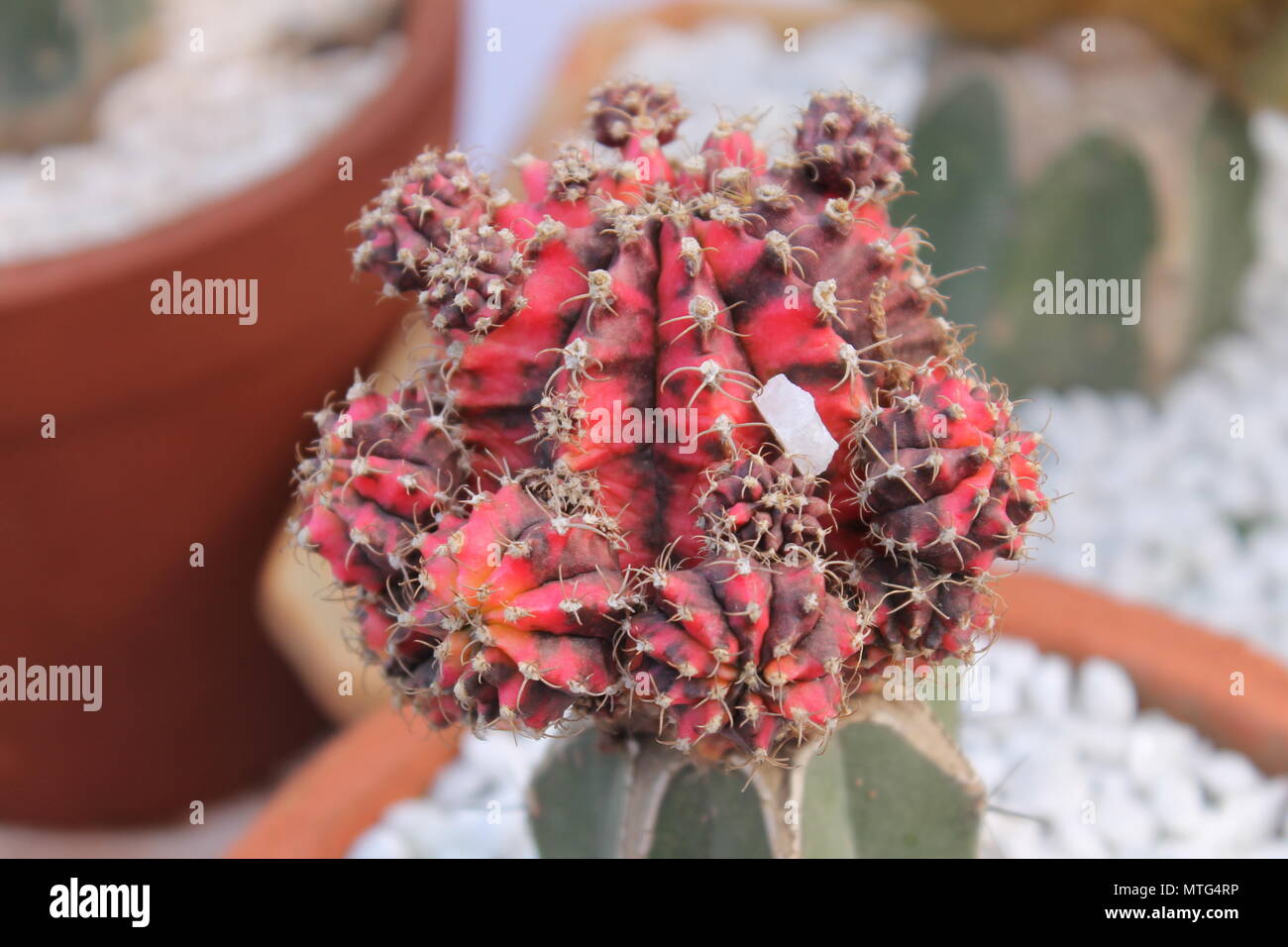 Cactusplants hi-res stock photography and images - Alamy
