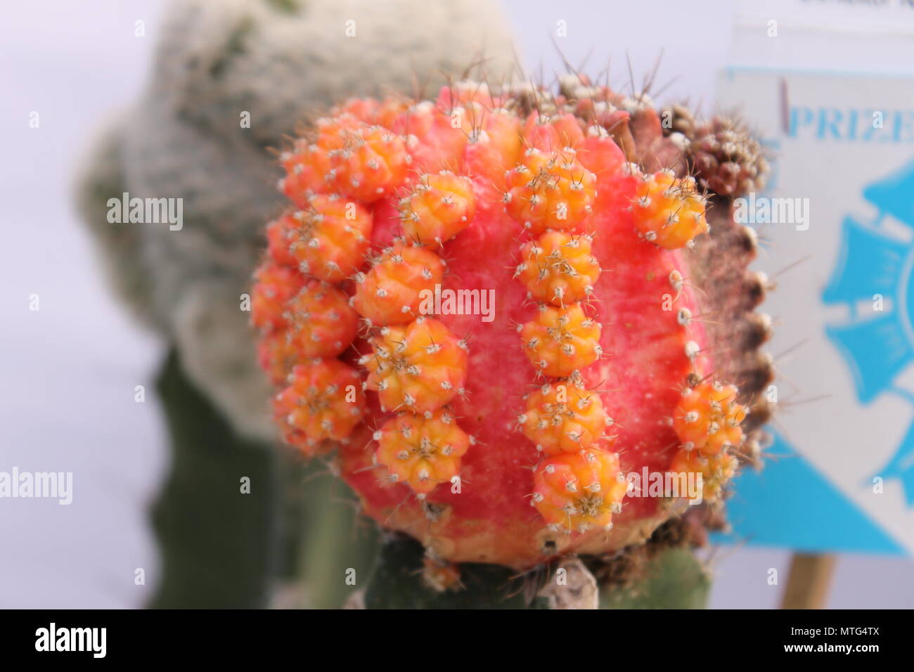 Cactusvarities hi-res stock photography and images - Alamy