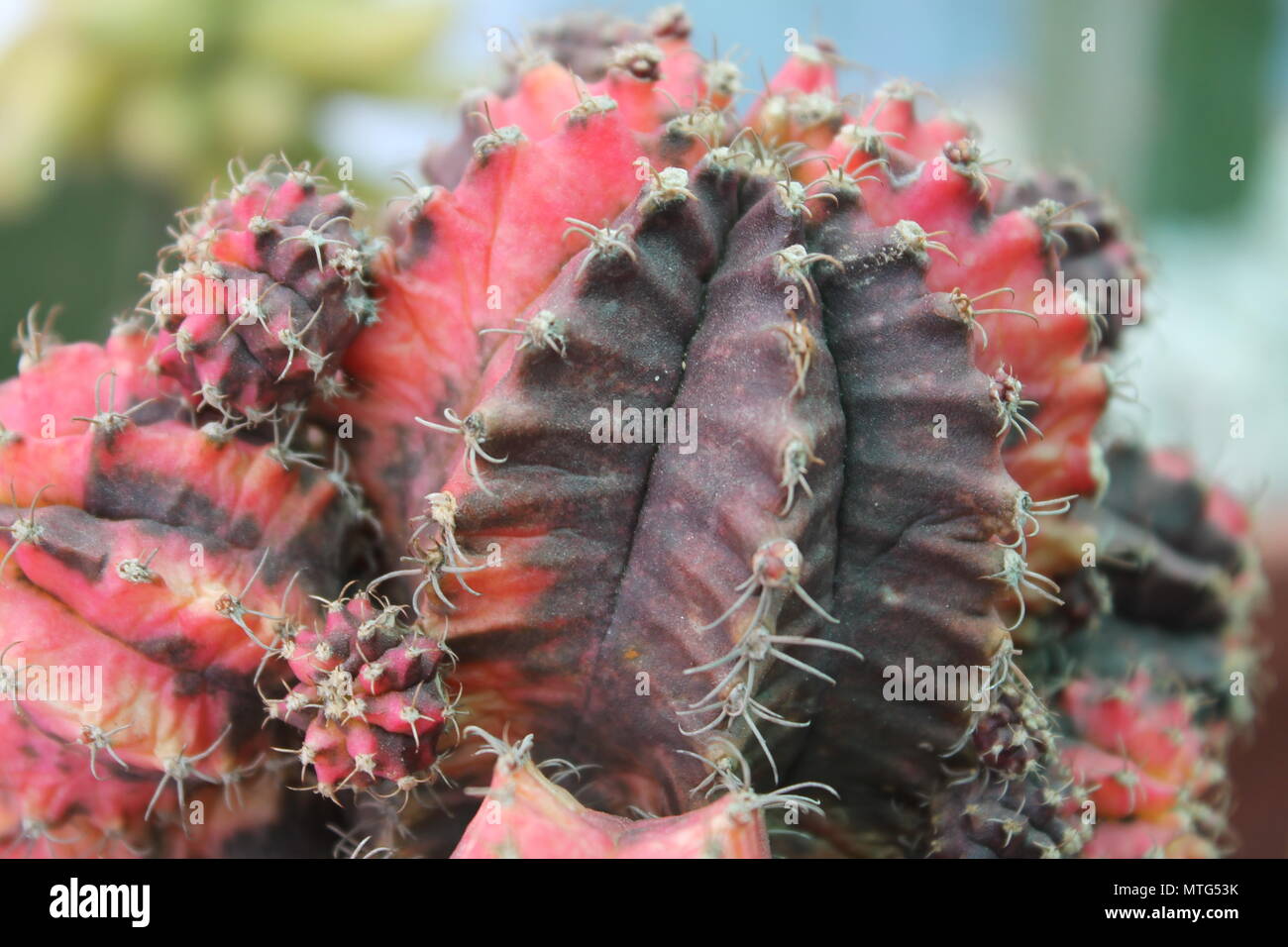 Cactusvarities hi-res stock photography and images - Alamy