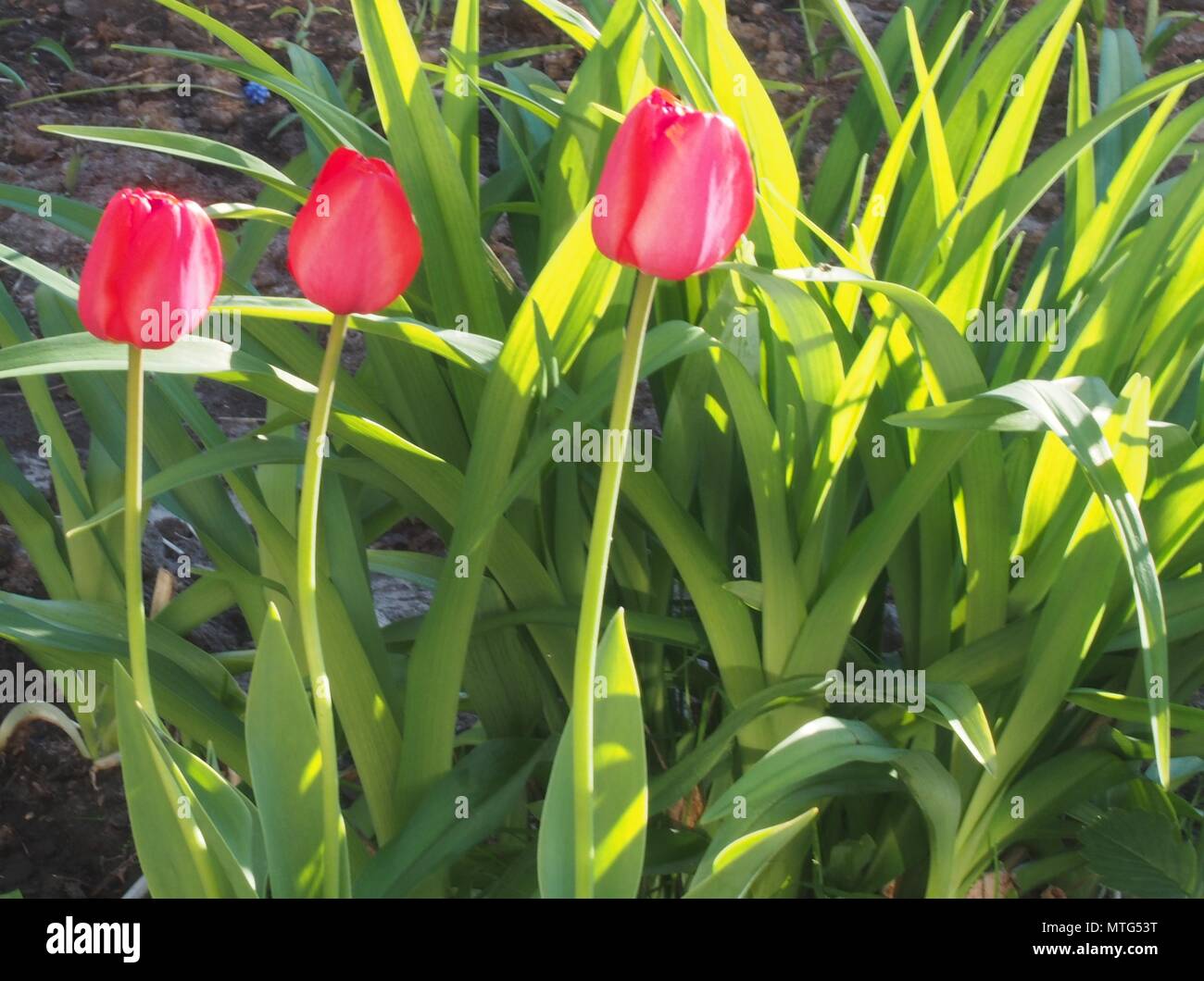 Three tulips to red buds grow in the garden. Blooming flowers ...