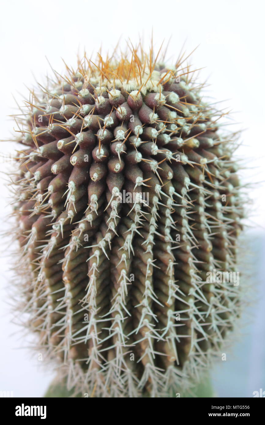 Cactus shape hi-res stock photography and images - Alamy