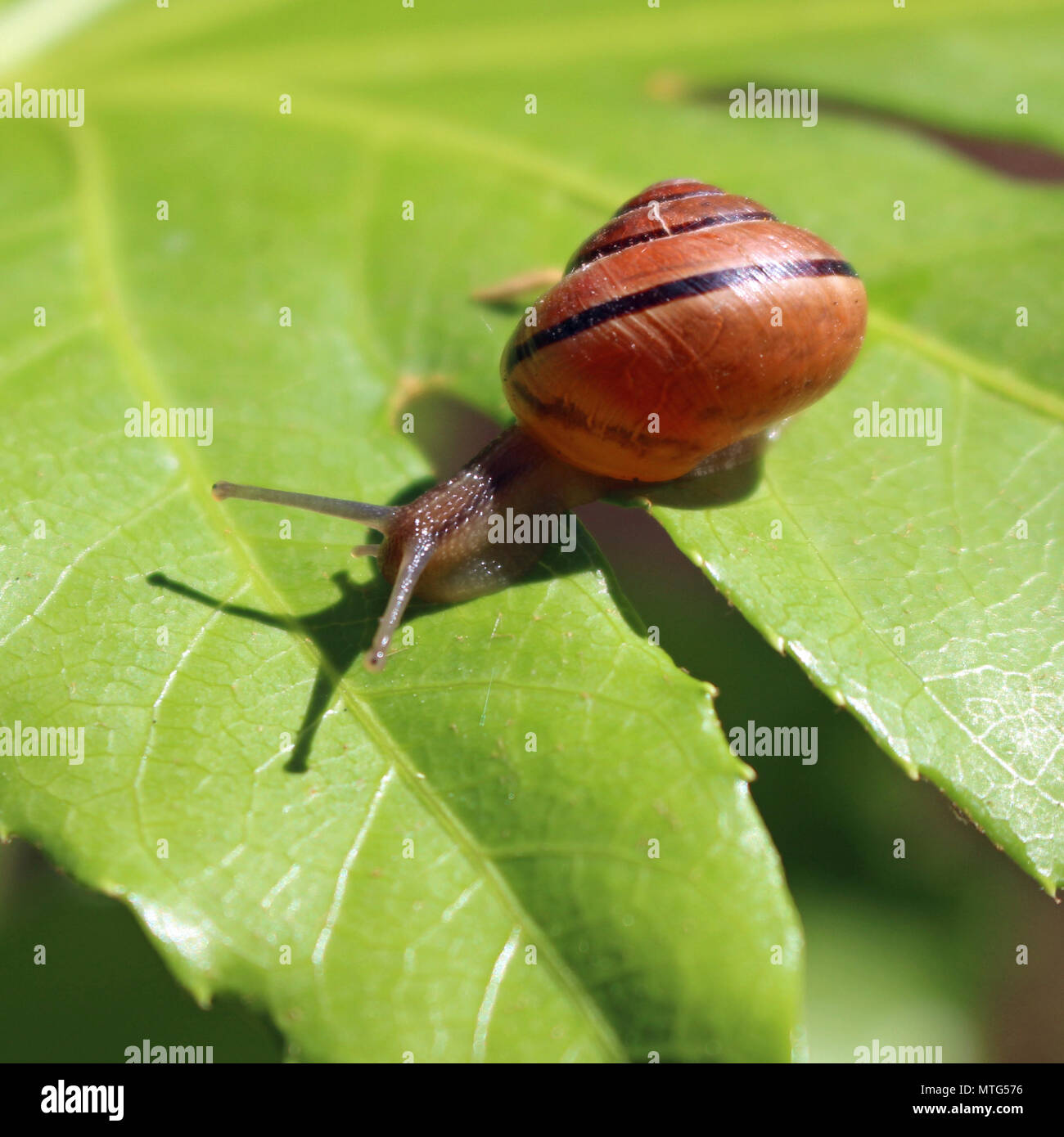 Garden banded snail hi-res stock photography and images - Alamy