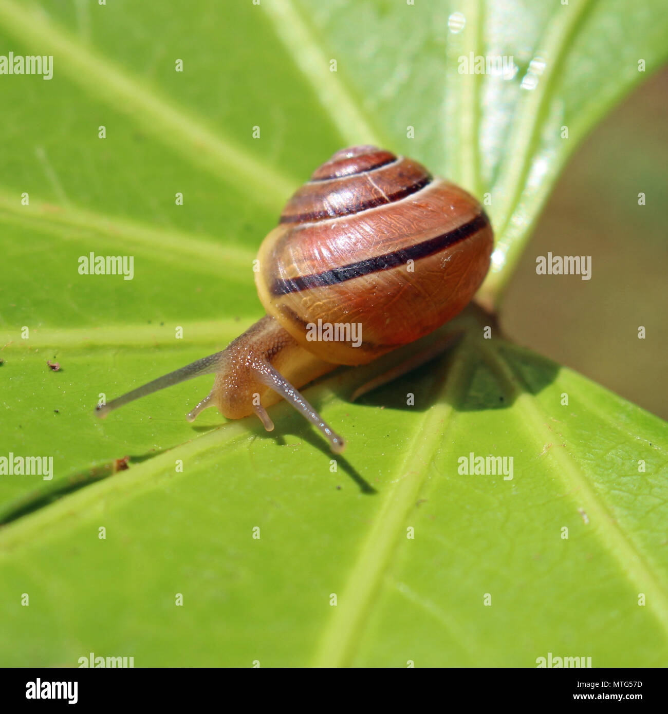 White lipped garden banded snail on a leaf Stock Photo - Alamy