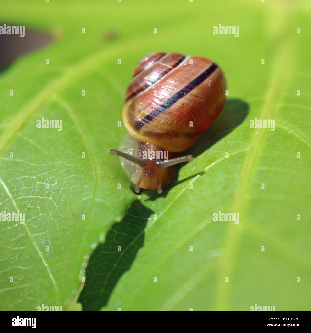 White lipped garden banded snail on a leaf Stock Photo - Alamy