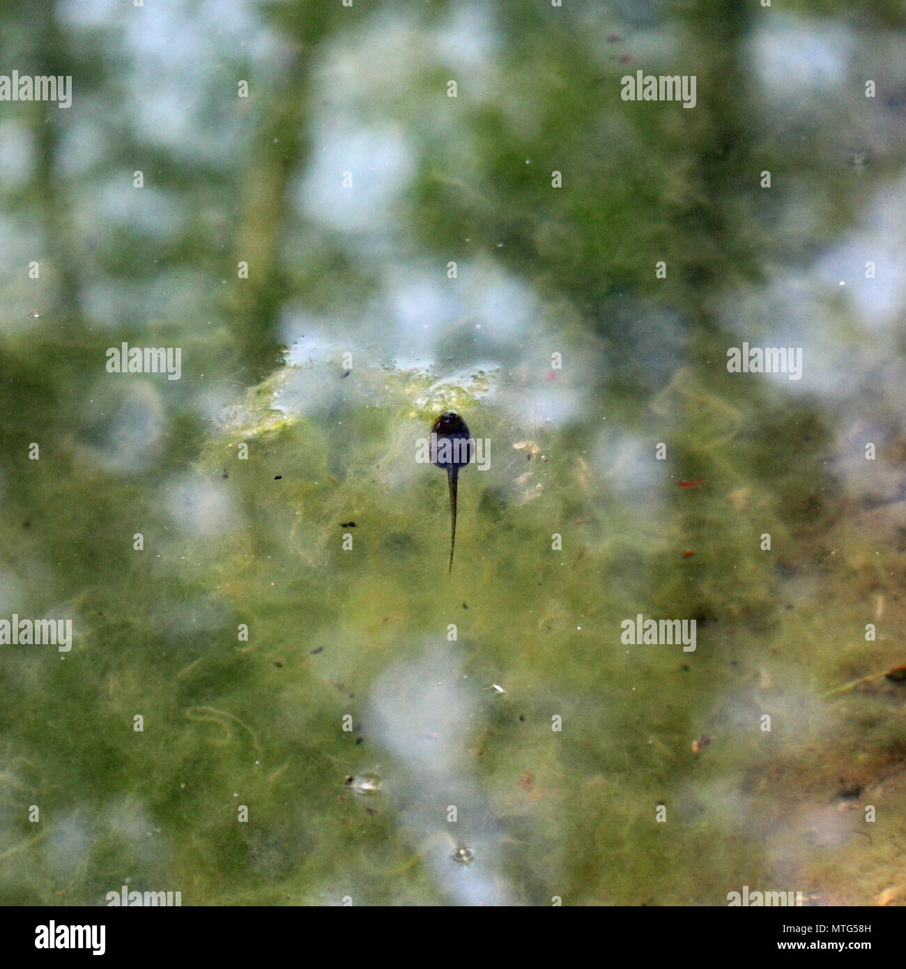 Naturefinds hi-res stock photography and images - Alamy