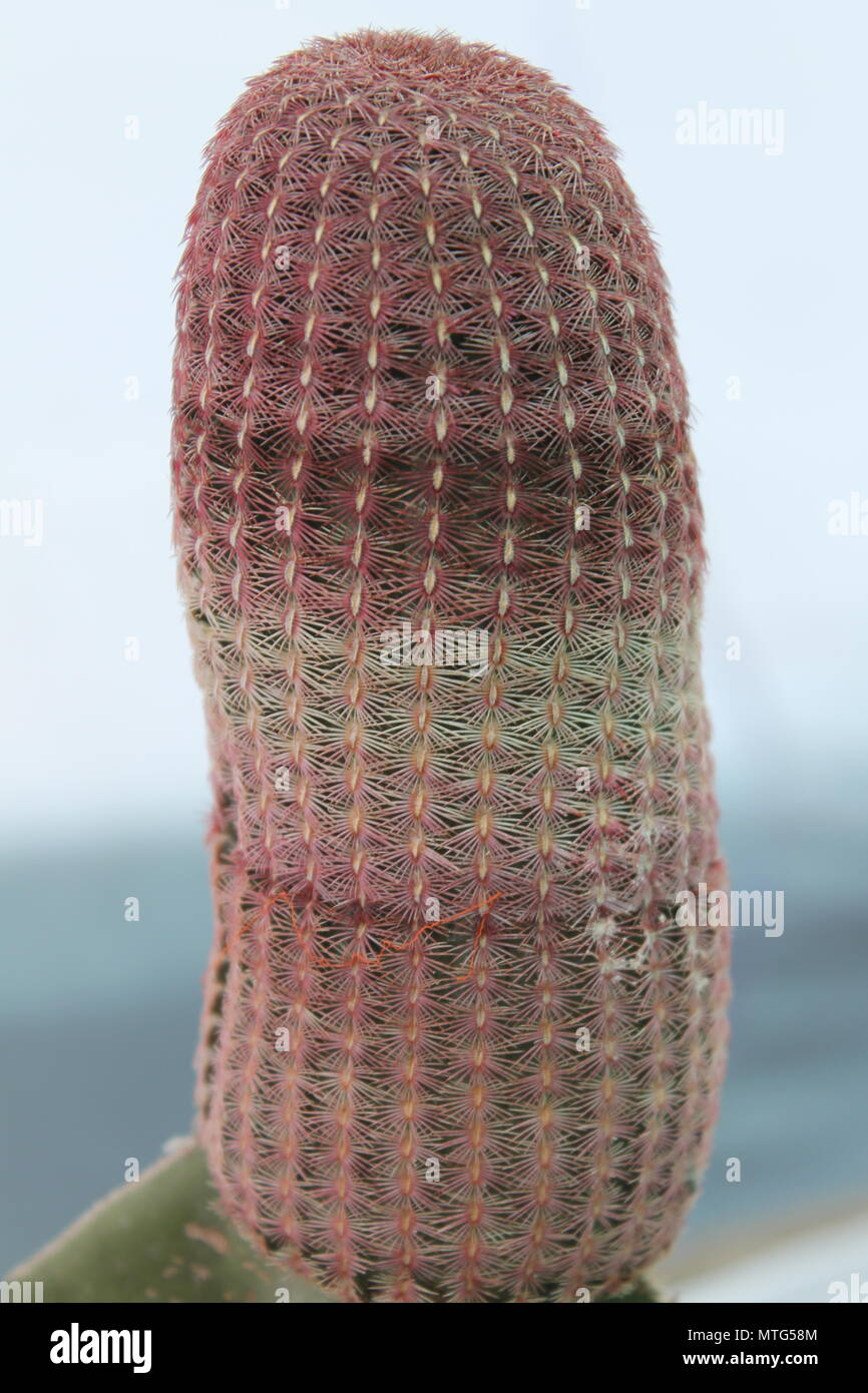 Cactus shape hi-res stock photography and images - Alamy