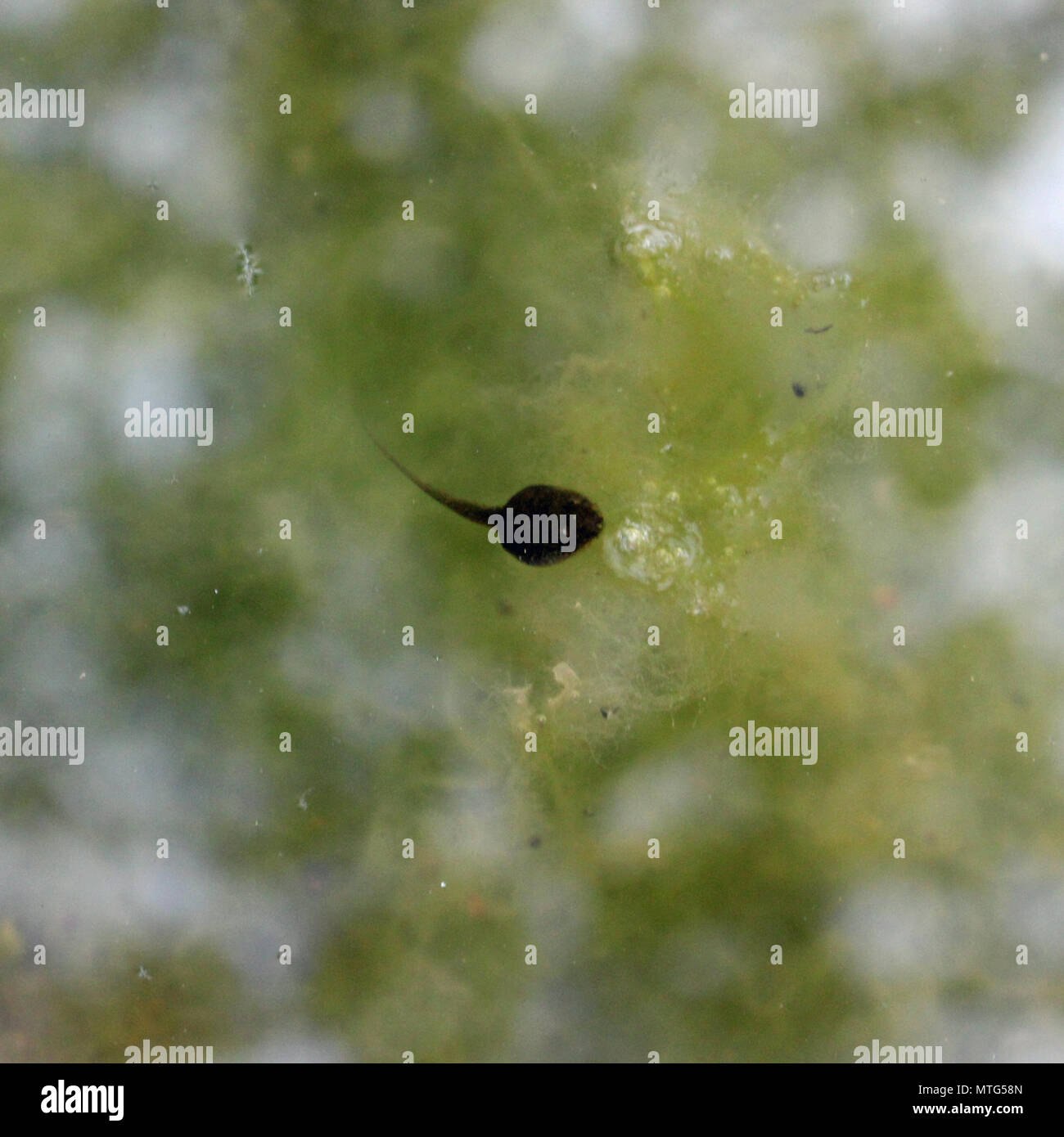 Naturefinds hi-res stock photography and images - Alamy
