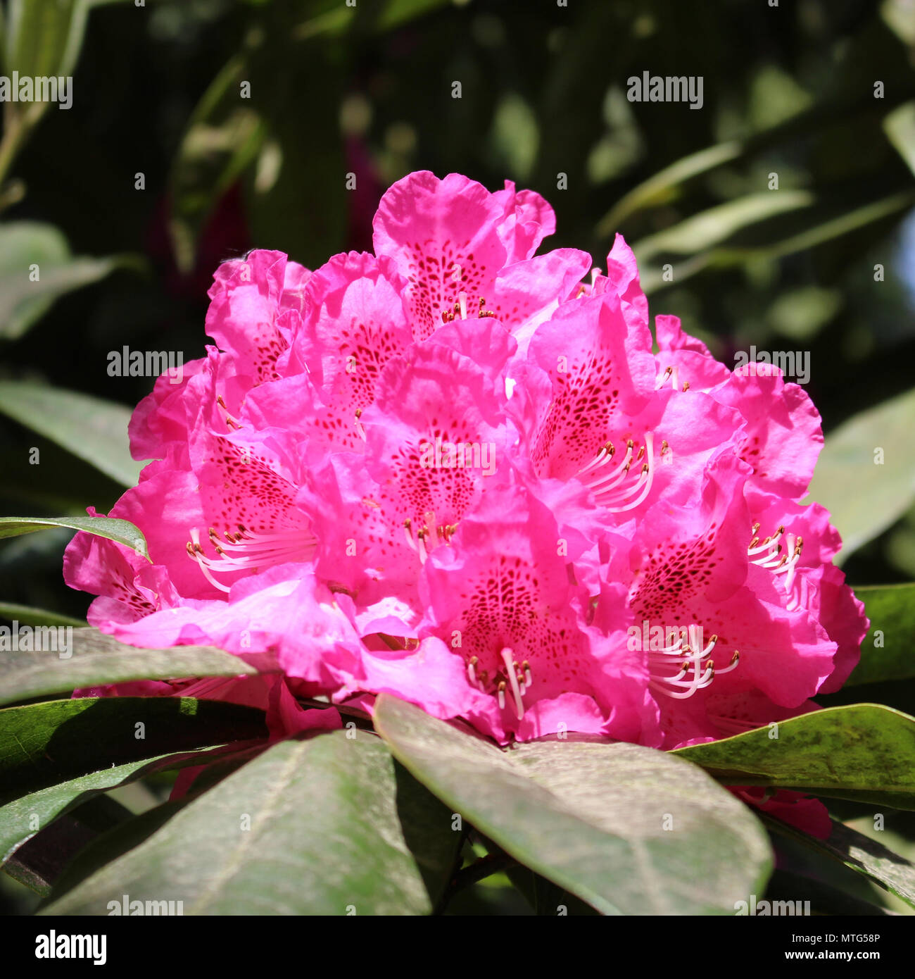 Pink rhododendron flower Stock Photo - Alamy