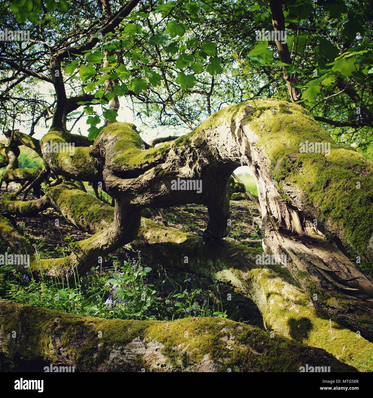 Growing horizontally hi-res stock photography and images - Alamy