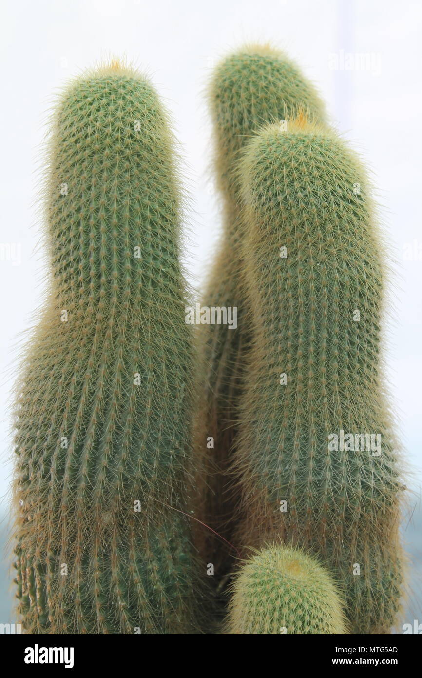 Cactusplants hi-res stock photography and images - Alamy