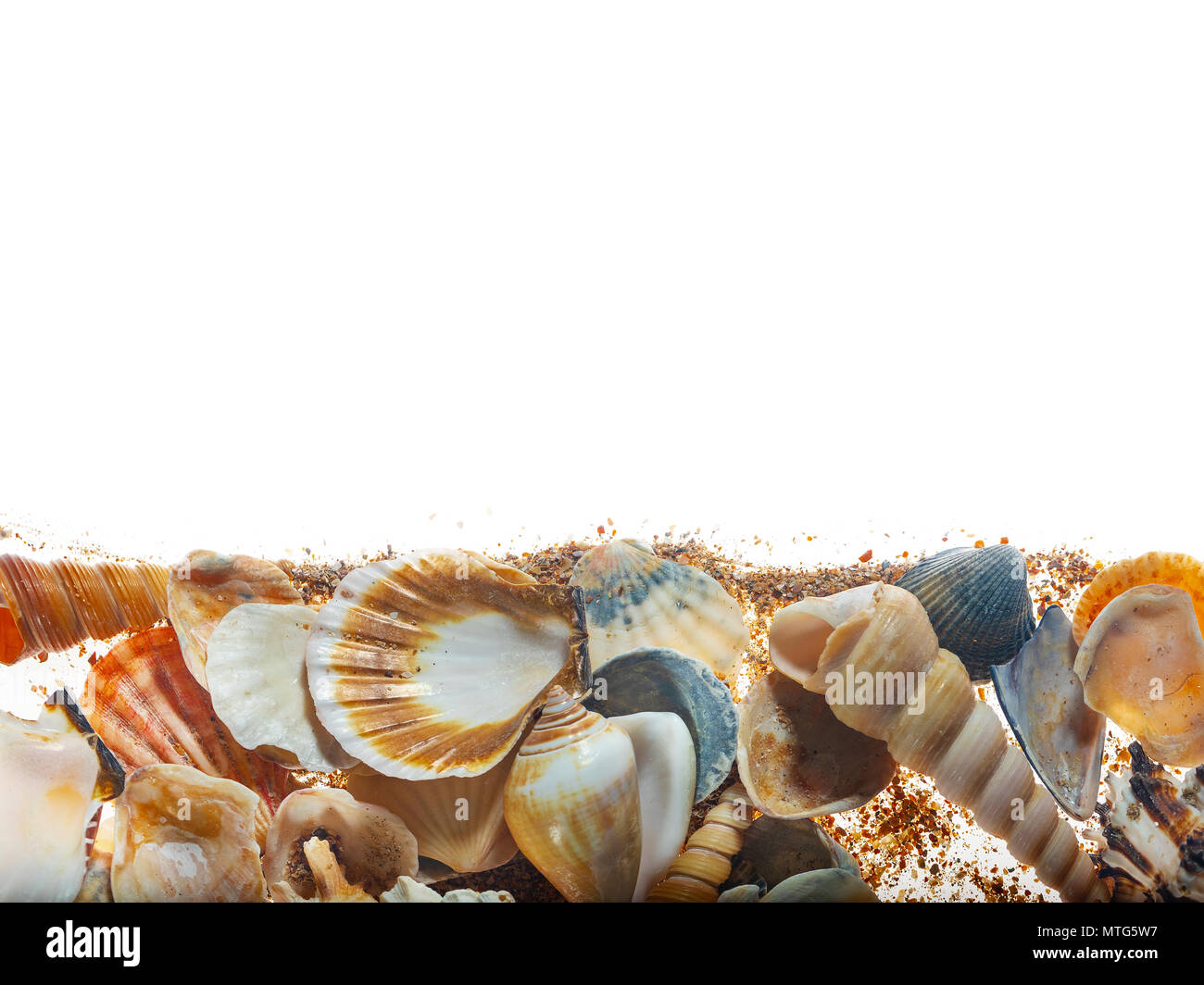 Sea shells on Isolated on white background Stock Photo - Alamy