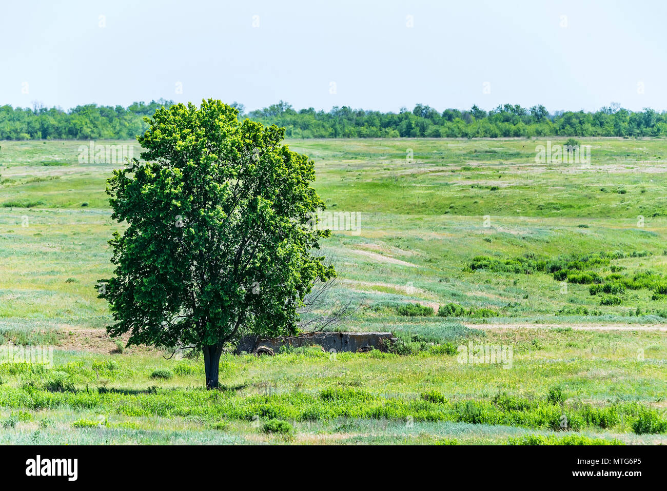 Lonelytree hi-res stock photography and images - Alamy