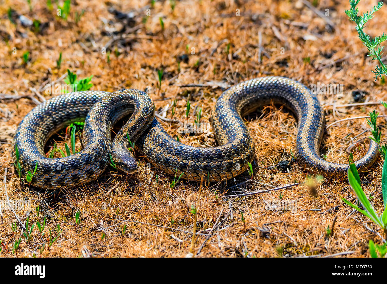 Steppe rat snake elaphe hi-res stock photography and images - Alamy