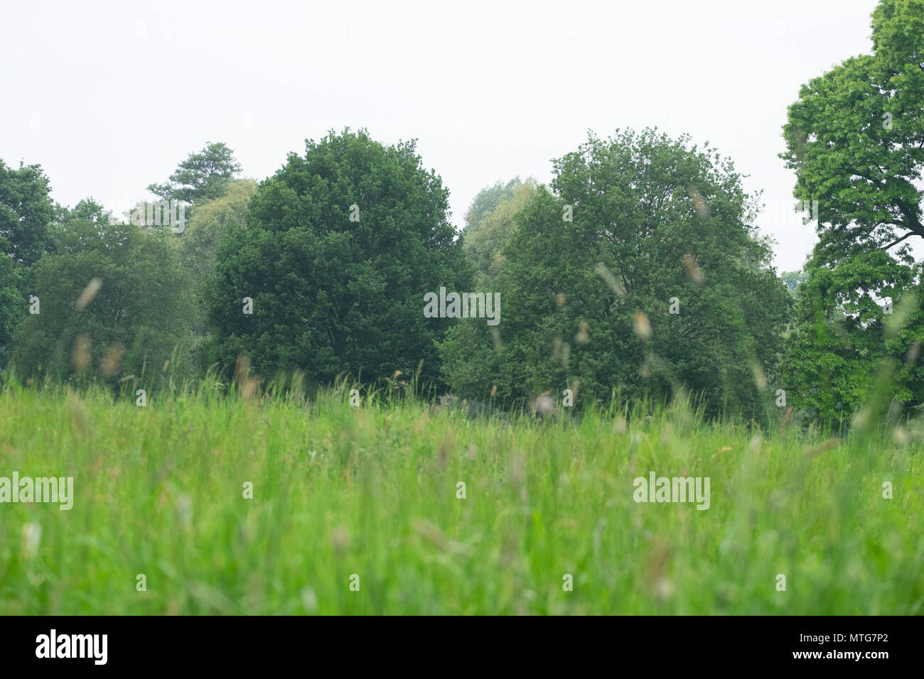 tree trunks in the summer Stock Photo - Alamy