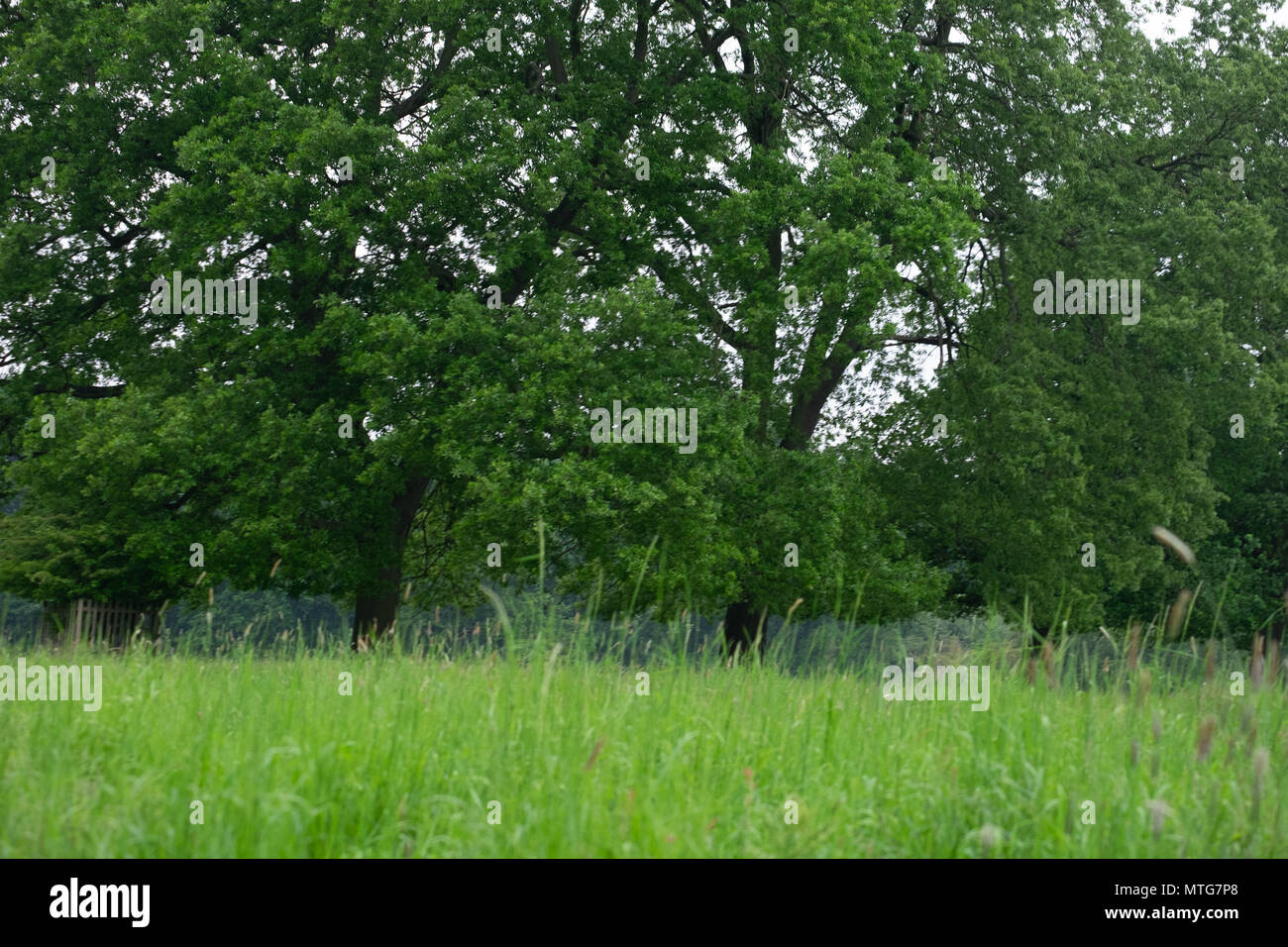 tree trunks in the summer Stock Photo - Alamy