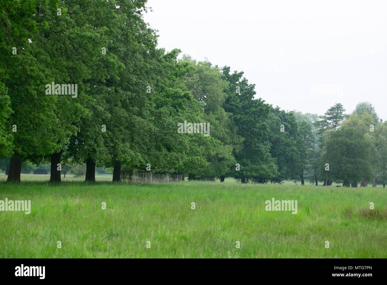 tree trunks in the summer Stock Photo - Alamy