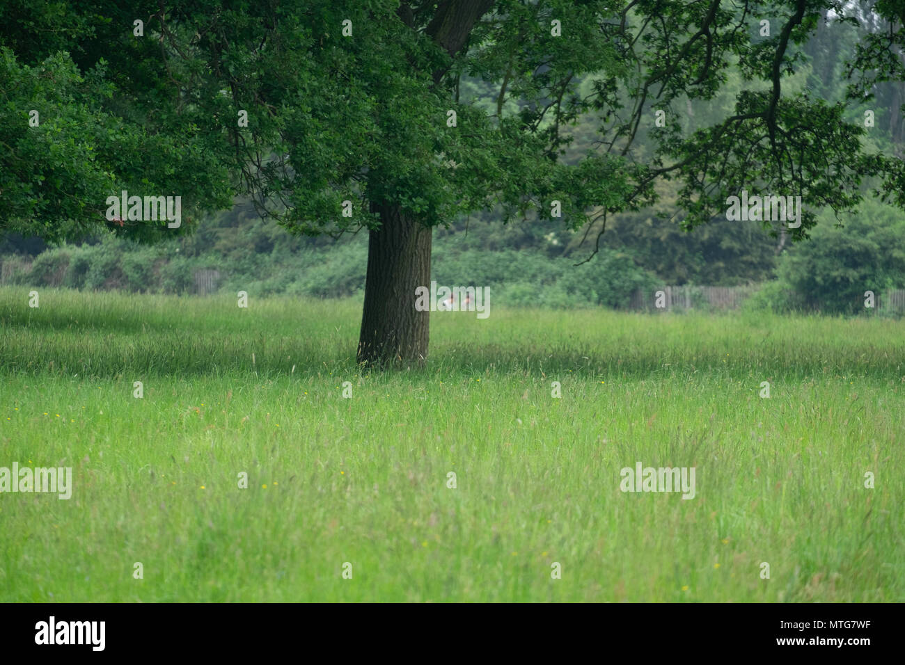 tree trunks in the summer Stock Photo - Alamy